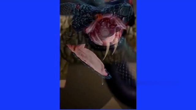 Сансара-Грация ( медленно , но уверенно )