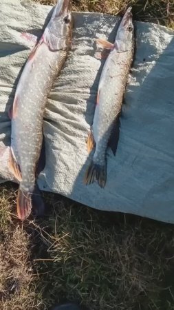 ОСЕННИЙ ДЖИГ🎣👍