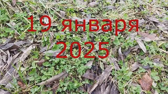 Необычная зимовка. 19 января 2025 г.