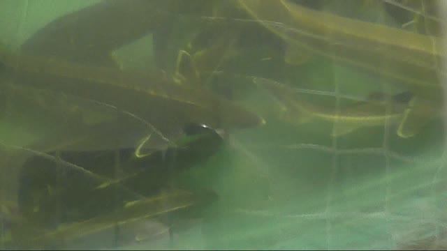 Алексин.Рыбхоз