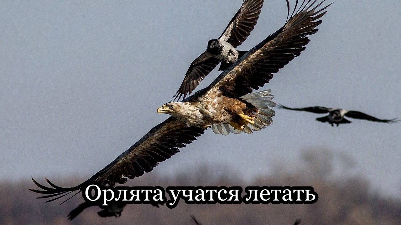 Орлята учатся летать