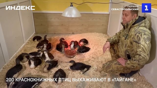 200 краснокнижных птиц выхаживают в Тайгане