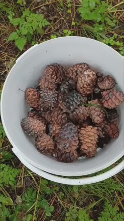 ДАРЫ ТАЙГИ 🌲🌲🌲