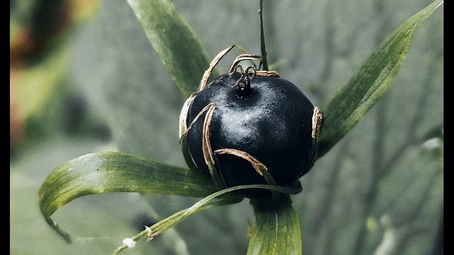 Р Рождественский  Хиросима  #стихиовойне#поэты20века