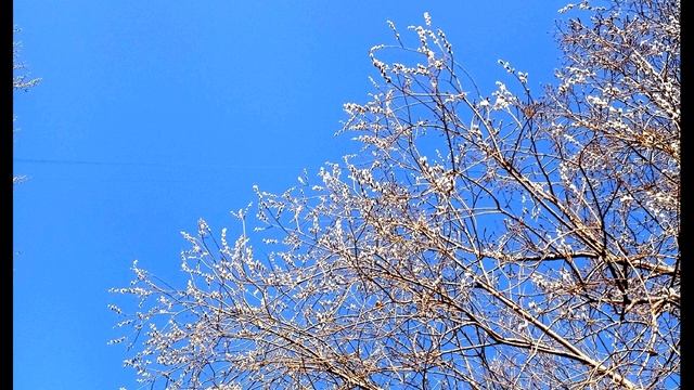 К  Бальмонт  Вербы #стихиовербномвоскресенье #поэтысеребряноговека