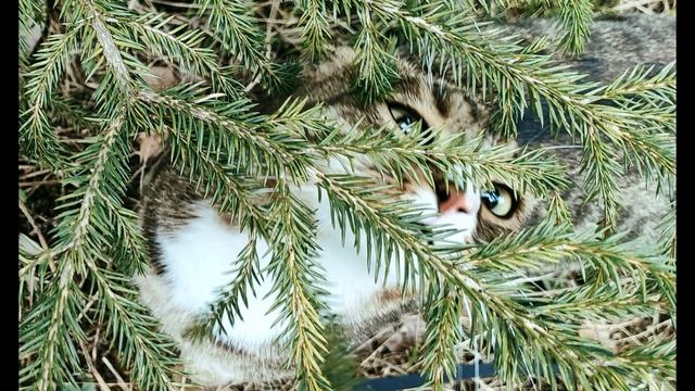 А  Вознесенский  Мой моряк #стихиолюбви #поэты20века