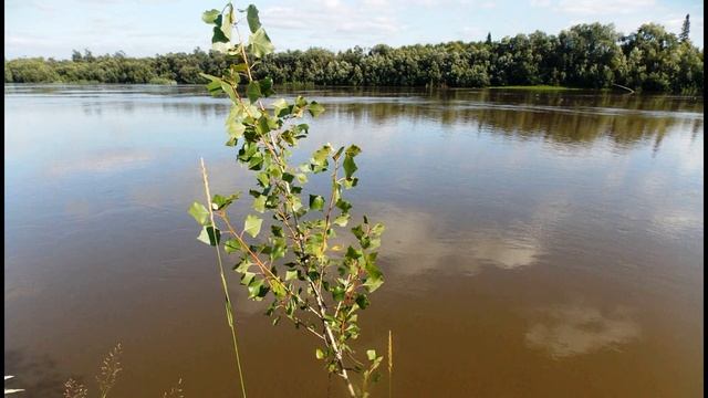 Г Иванов  Друг друга отражают зеркала #философскаялирика #поэтысеребряноговека