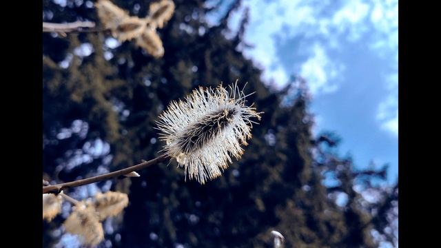 Б  Ахмадулина  Кто знает -  вечность или миг #философскаялирика #поэты20века