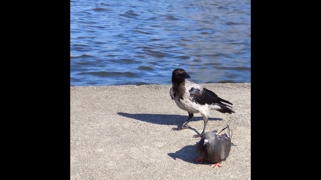 А Н  Островский  "Вот какой, сударь, у нас городишко!"   Отрывок из драмы "Гроза" #писатели19века