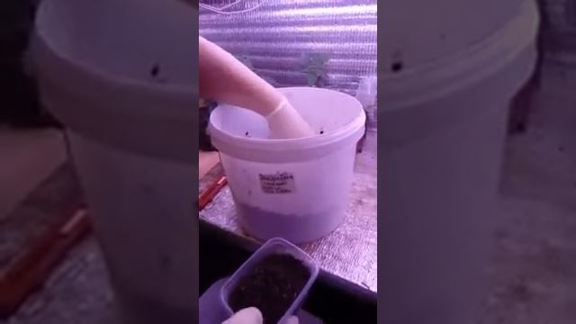 Дендробена. Отзыв заказчика из Липецка.