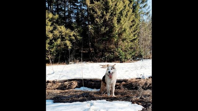 А  Твардовский  Снега потемнеют синие  #стихиородине #поэты20века