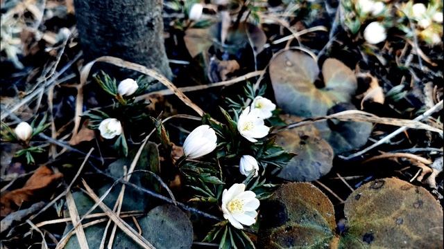 А  Ахматова  Из памяти твоей я выну этот день #стихиолюбви #поэтысеребряноговека