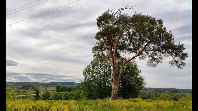 И  Крылов  Листы и Корни  Басня #стихиотщеславии #басни #поэты19века