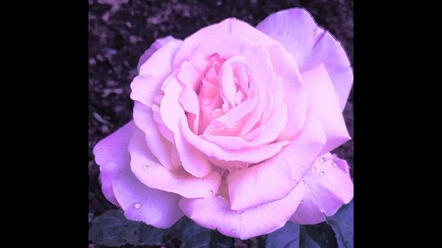 Черубина де Габриак  Иерихонская роза цветёт только раз #стихиоРождестве #поэтыСеребряноговека