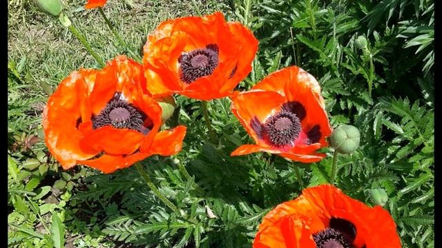 Игорь Северянин  Стансы  Счастье жизни   в искрах алых#философскаялирика#поэтыCеребряноговека