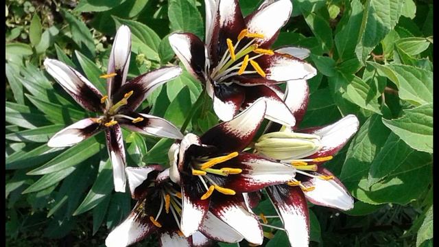 Игорь Северянин  Звон лилий #стихиолюбви #философскаялирика  #поэтыCеребряноговека