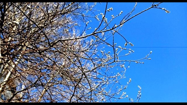 В  Набоков  Верба #стихиовербномвоскресенье #поэты20века