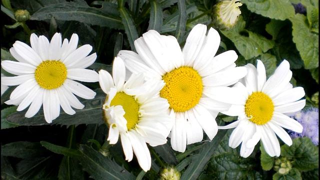 Е  Евтушенко  Не разглядывать в лупу #философскаялирика #поэты20века