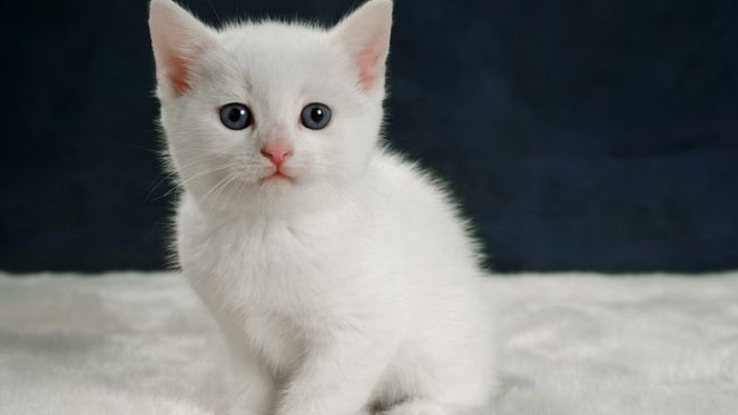 котик