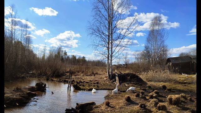 О  Мандельштам  На бледно-голубой эмали #стихоовесне #поэтысеребряноговека