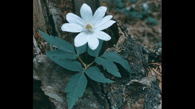 Е  Евтушенко  Я люблю тебя больше природы #стихиолюбви #поэты20века