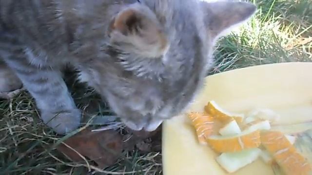 Кошка кушает дыню