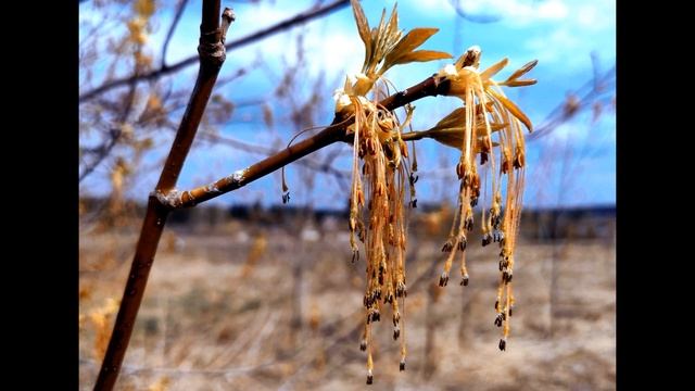 Б  Ахмадулина  Снегурочка #стихиолюбви #поэты20века