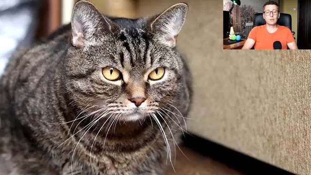 А можно ли кошке арбуз
