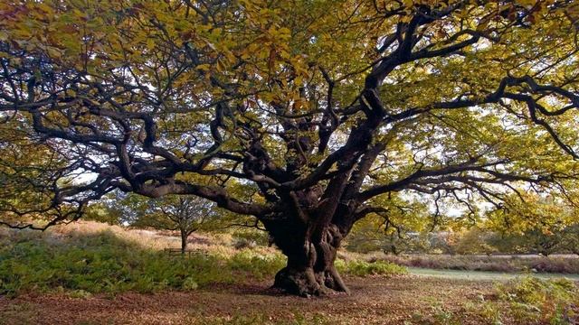 Л Н  Толстой  "Вторая встреча с дубом"  Отрывок из романа "Война и мир"#писатели19века #овечном