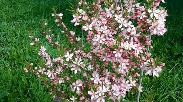 Игорь Северянин  Я чувствую, как падают цветы #стихиолюбви #поэтыCеребряноговека