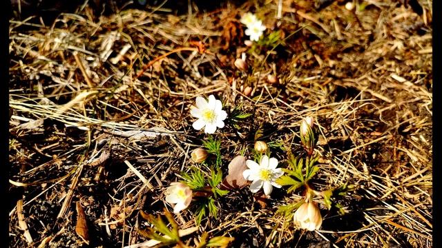 М  Цветаева  Лесное царство #стихиолюбви  #поэтысеребряноговека