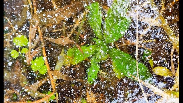 И  Тургенев  Близнецы  Стихотворение в прозе #стихотворениявпрозе #стихиовражде #писатели19века