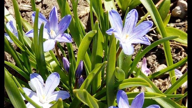 А Куприн  Гранатовый браслет  Часть 10 #проза #олюбви