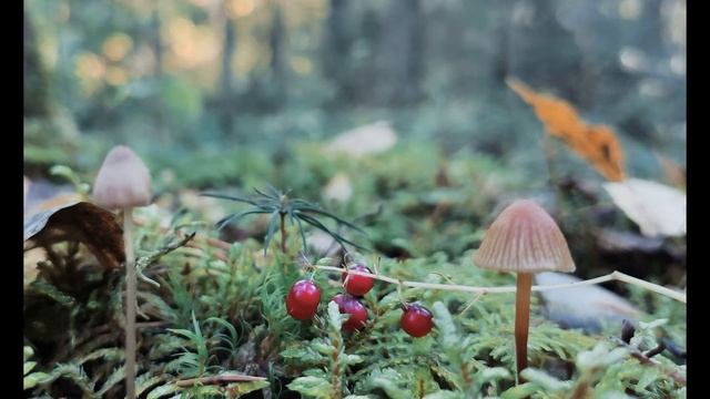 Г Иванов  Я не стал ни лучше и ни хуже #философскаялирика #поэтысеребряноговека