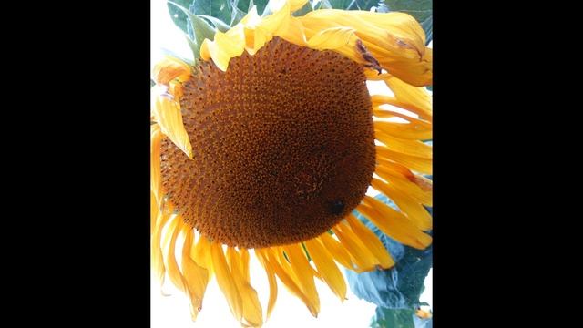 С  Есенин  Не жалею, не зову, не плачу  #философскаялирика #поэтысеребряноговека