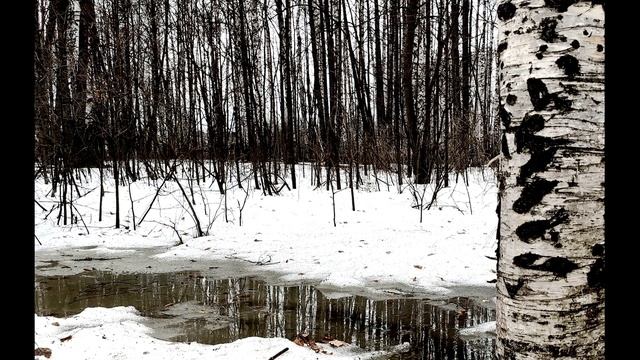 М.  Цветаева.  Плохое оправданье #стихиолюбви #поэтысеребряноговека