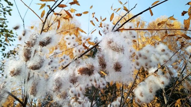 Б Ахмадулина  Память #стихиобосени #стихиопамяти #философскаялирика #поэты20века