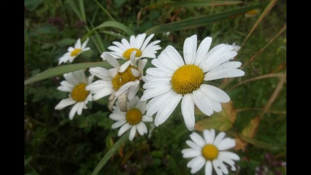 Г Табидзе Мир состоит из гор... Перевод Б.Ахмадулиной #грузинскиепоэты#философскаялирика#поэты20века