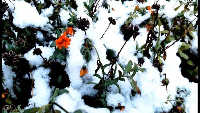 Б  Ахмадулина  Пейзаж #стихиобосени #поэты20века