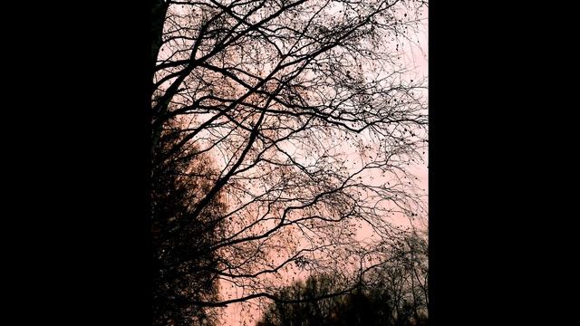 Б  Пастернак  Плачущий сад #стихиодожде#стихиободиночестве#поэтысеребряноговека