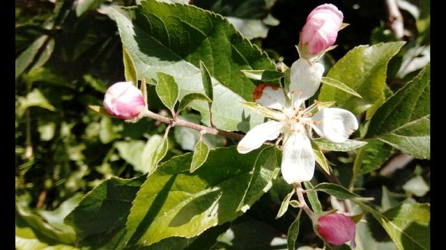 А  Вознесенский  Заповедь #философскаялирика #поэты20века