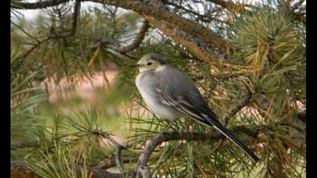 Г Державин  На птичку #философскаялирика  #поэты19века