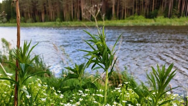 А  Фет  Весенний дождь #стихиовесне #поэты19века