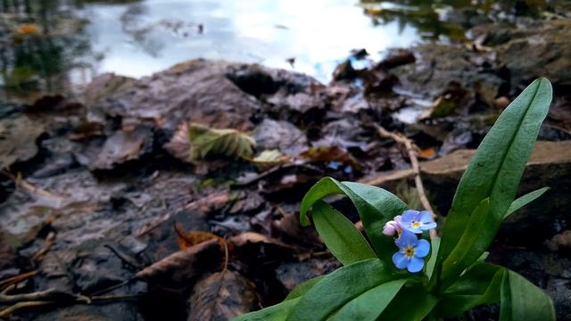 О Берггольц  Я сердце своё никогда не щадила #стихиосчастье #поэты20века