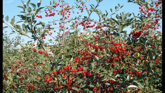 Н  Некрасов  Мы с тобой бестолковые люди #стихиолюбви #поэты19века