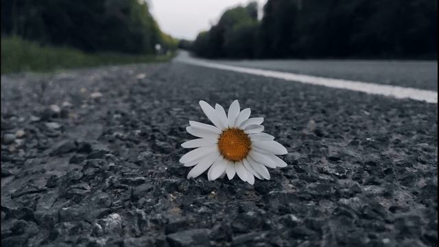 О Мандельштам  Нежнее нежного #стихиоженщине #стихиолюбви   #поэтыCеребряноговека