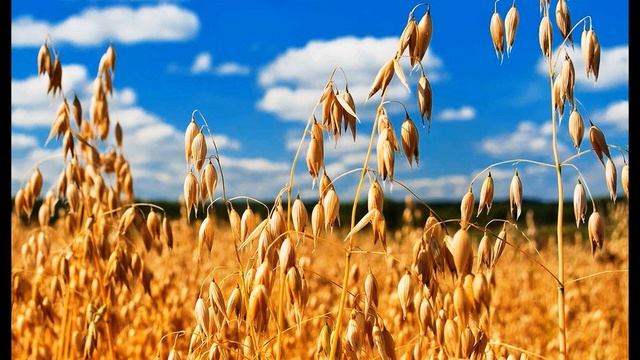 А  Твардовский  Урожай #стихиобосени #поэты20века