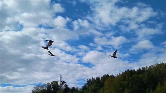 Н Панченко  Памяти Ольги Панченко #стихиогоречиутраты