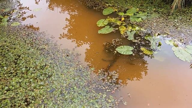 Наш водоём.