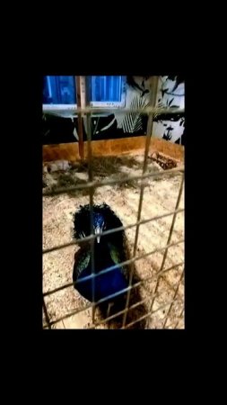 Зверополис